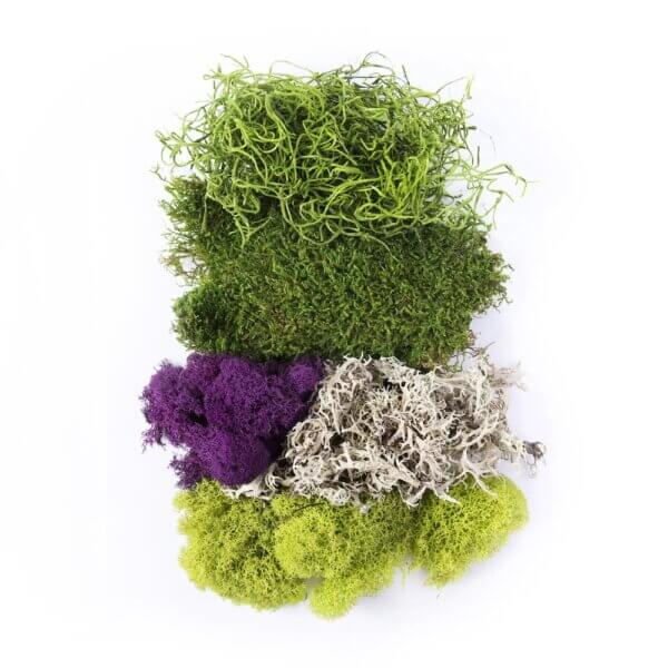 SuperMoss | Best Sellers Moss Mix