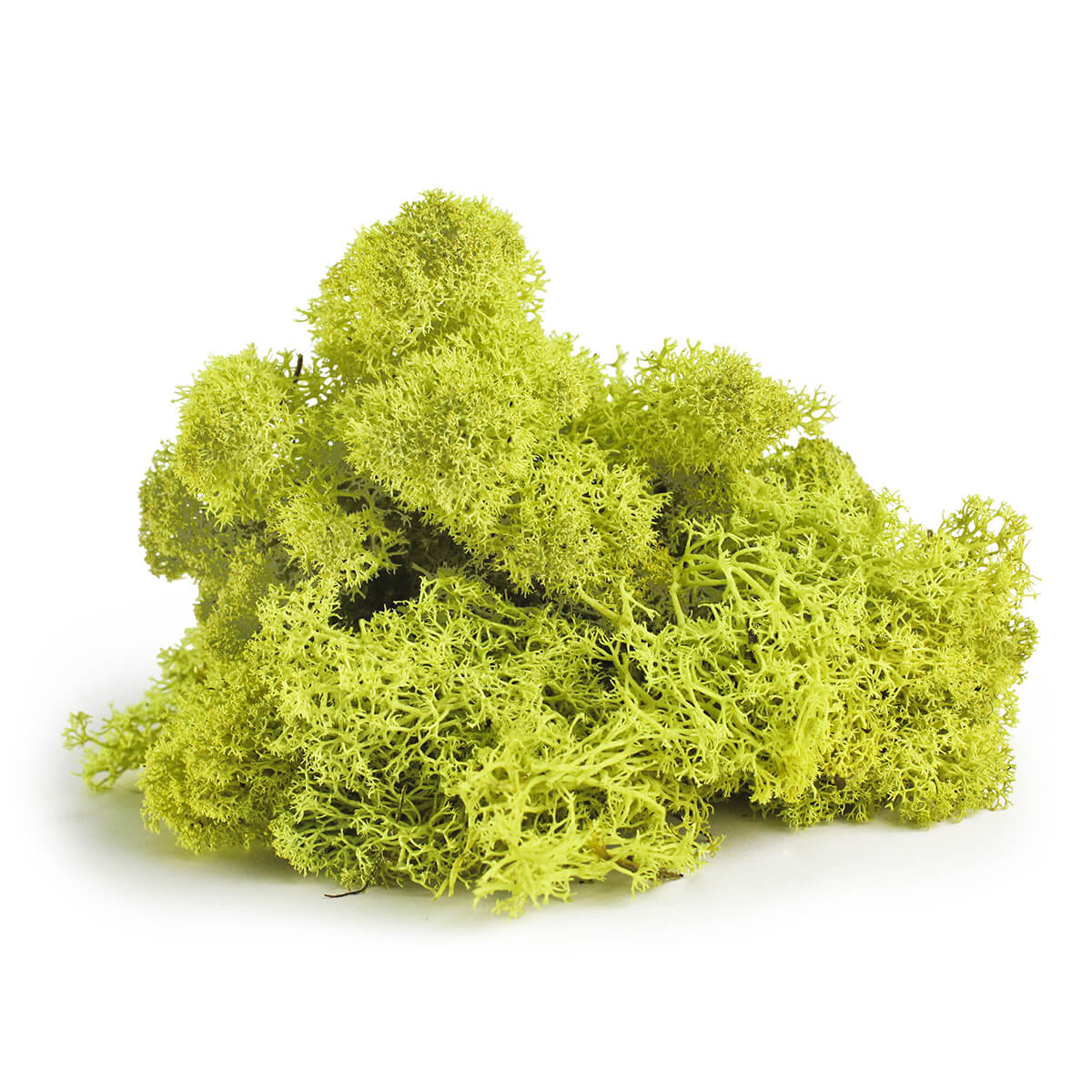 SuperMoss - Reindeer Moss
