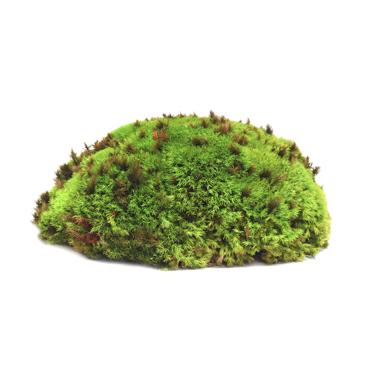 SuperMoss Royal Pool Moss Preserved