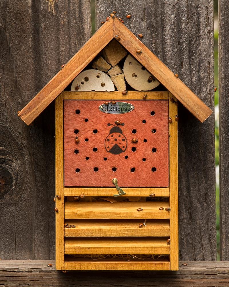 SuperMoss - Beneficial Lady Bug House, Mixed
