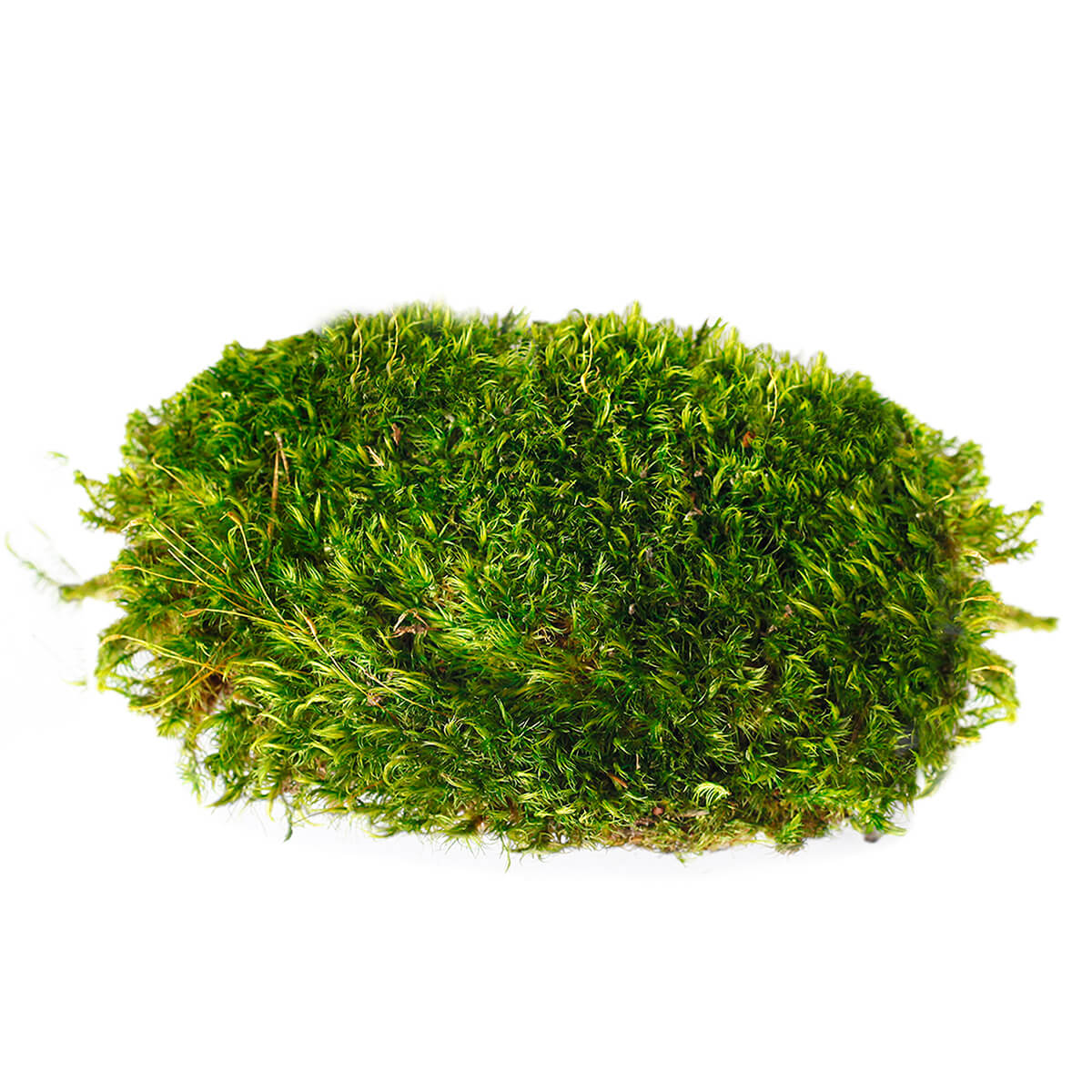 SuperMoss | Mood Moss Preserved