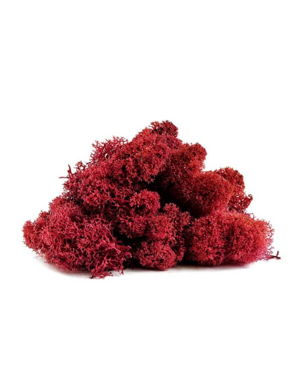 SuperMoss | Reindeer Moss