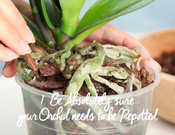 Repotting Orchids — How to Repot an Orchid Safely - SuperMoss