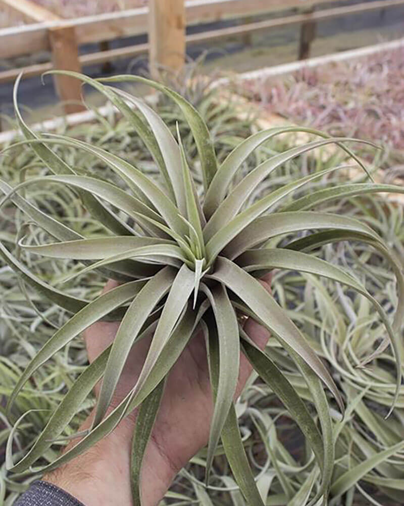SuperMoss | Tillandsia Capitata Peach Air Plant