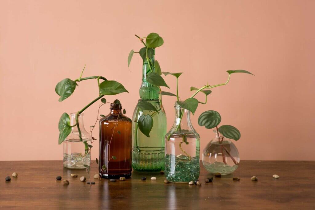 How to Propagate Houseplants- 3 Rooting Mediums - SuperMoss