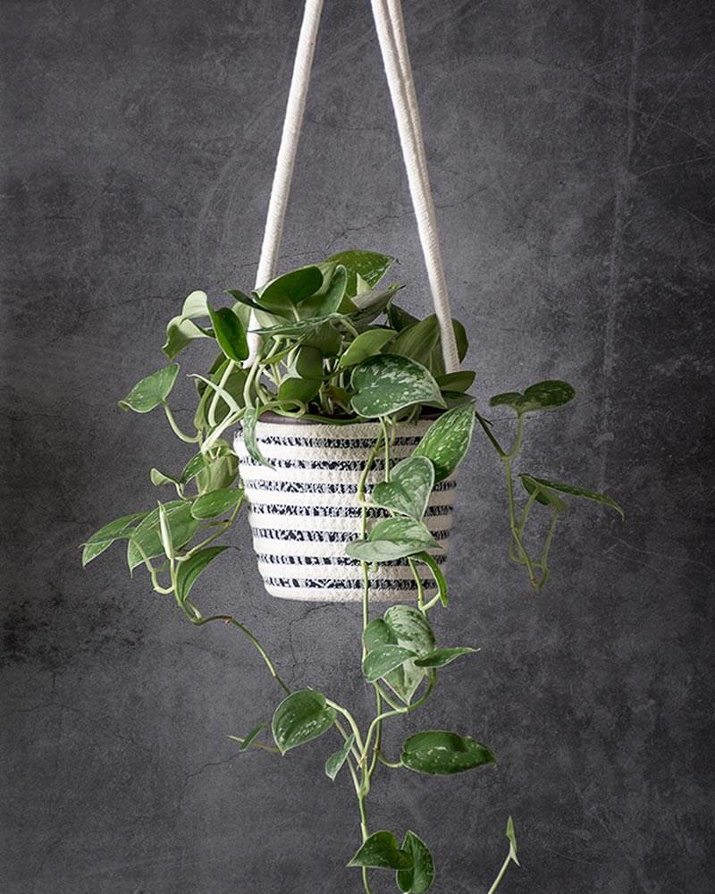 Hanging Plant Baskets - SoftWeave 6" - SuperMoss