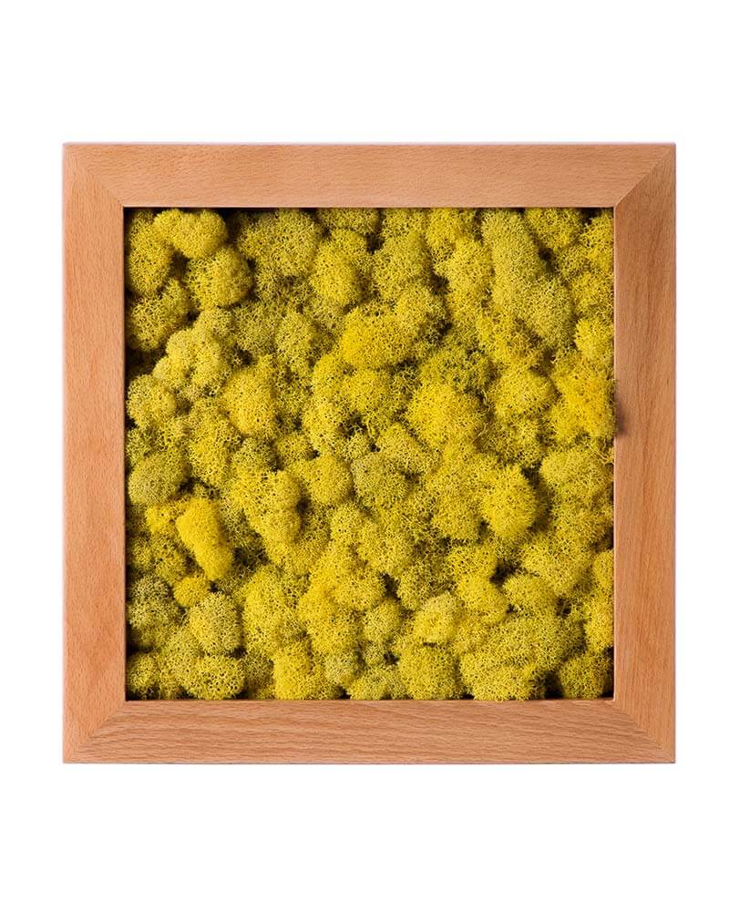 Reindeer Moss Frames - SuperMoss - Moss Art