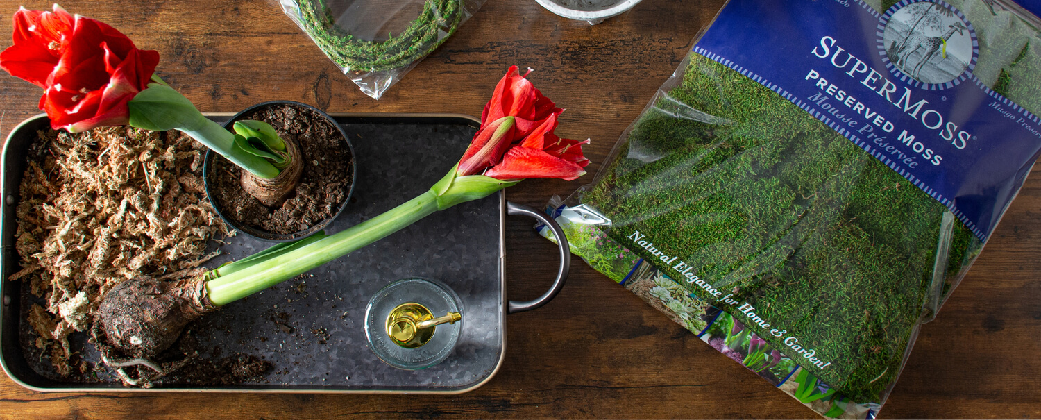 SuperMoss | Buy Moss, Hanging Baskets, and Floral Accessories Online!
