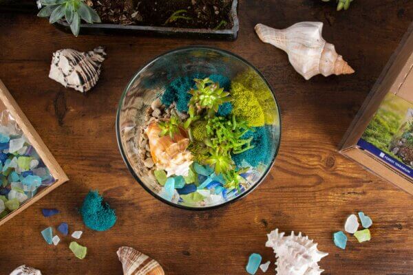 Beach Terrarium Kit - SuperMoss