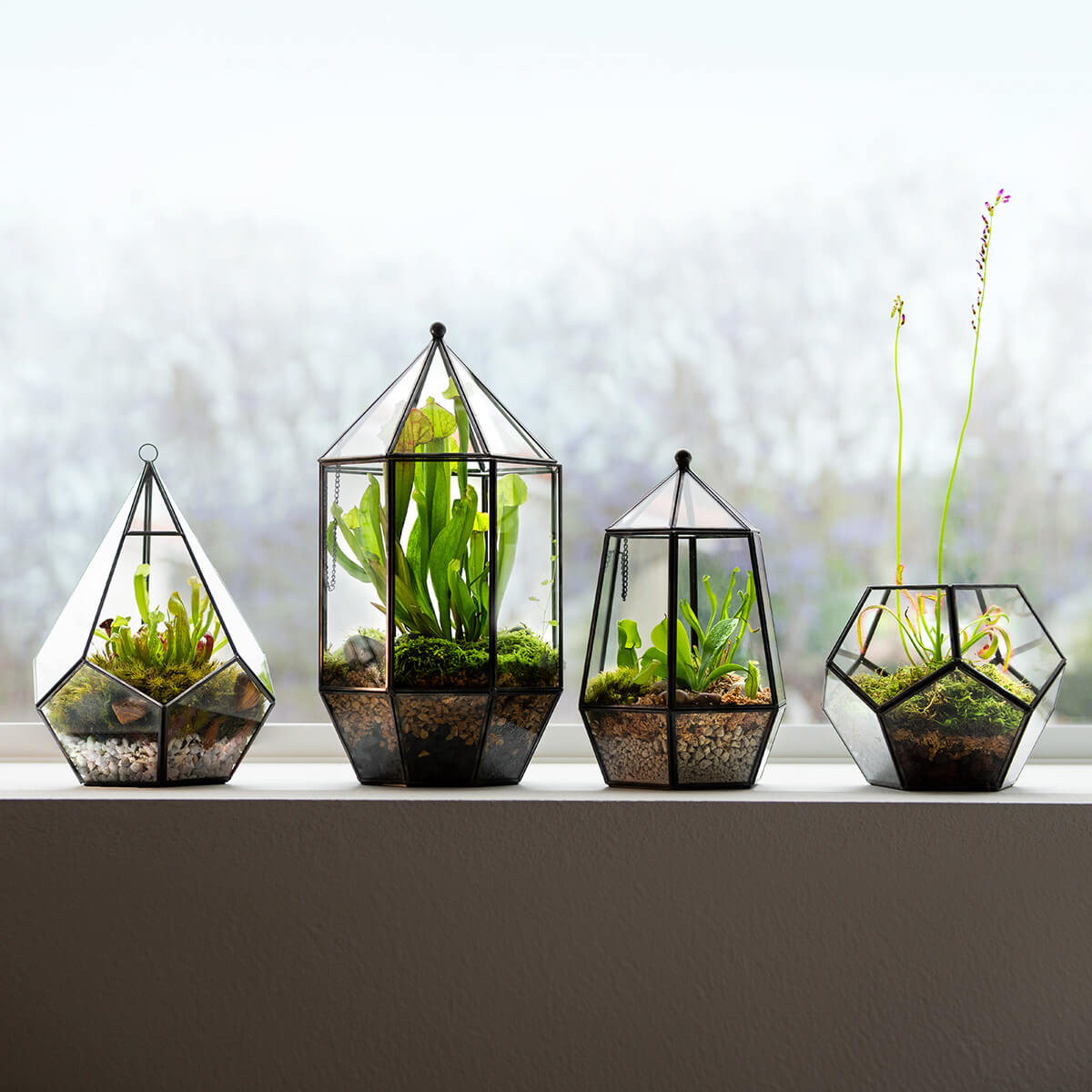 SuperMoss Glass Terrarium