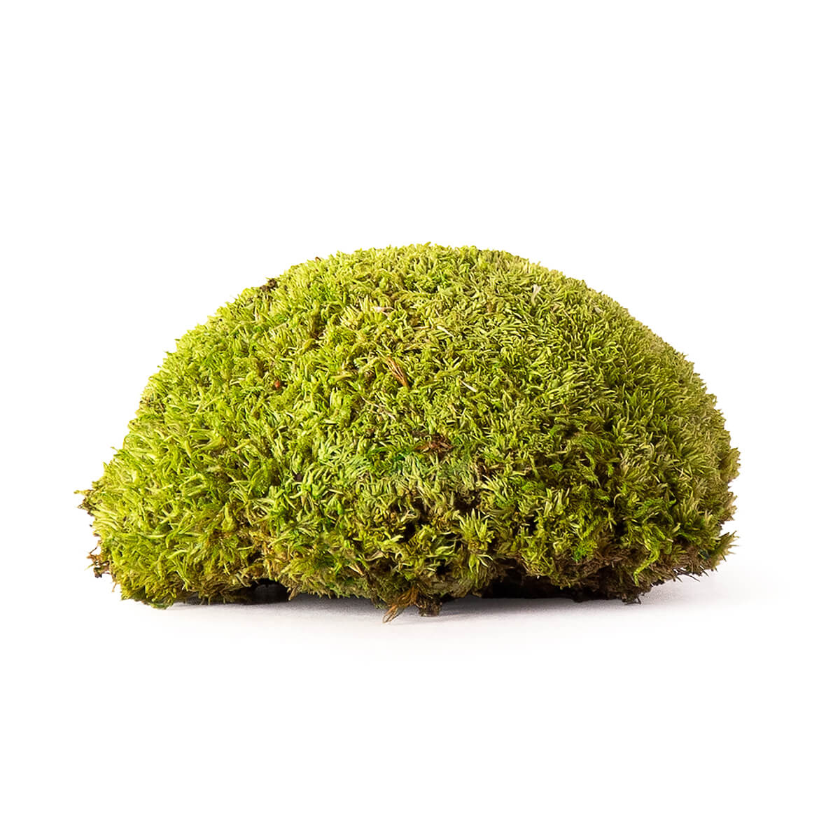 SuperMoss | Buy Moss, Hanging Baskets, and Floral Accessories Online!