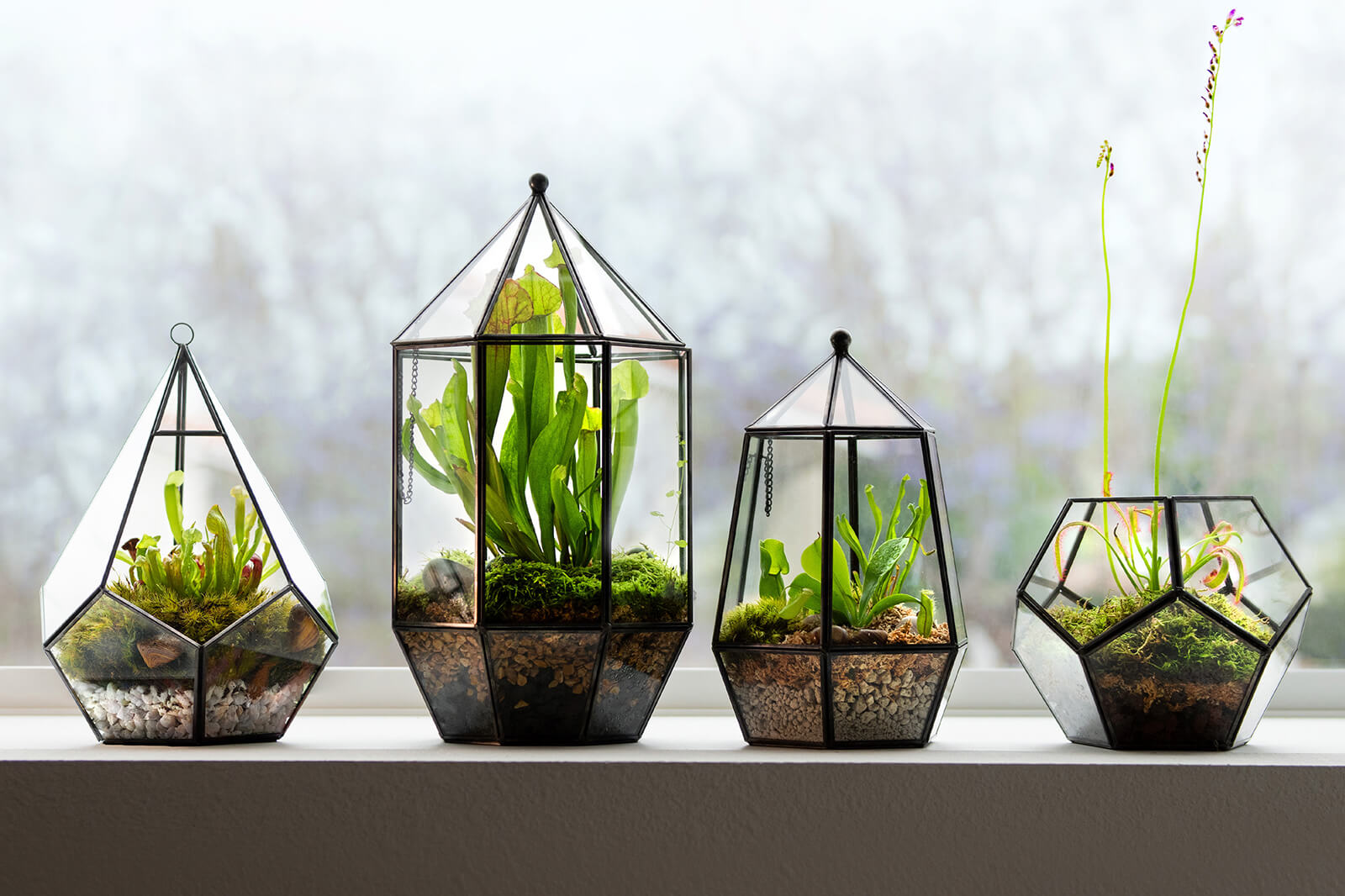 Glass Terrariums Archives - SuperMoss